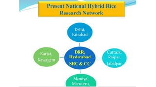 RICE BREEDING | PPTX