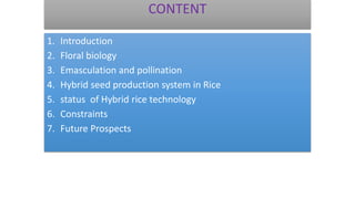 RICE BREEDING | PPTX