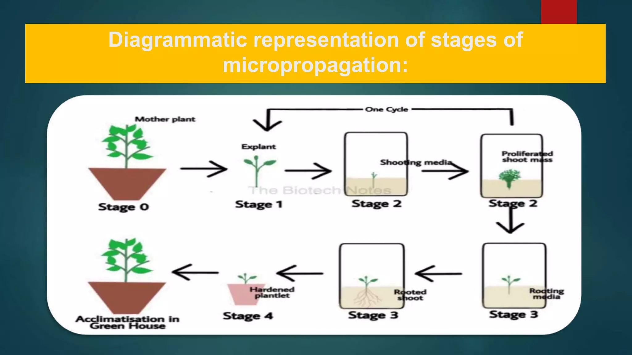 Micro propagation | PPTX
