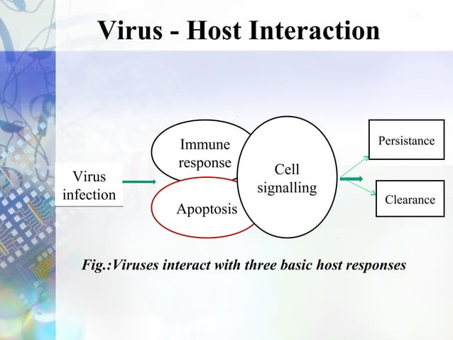 Presentation on host virus interaction(2008432018) | PPT