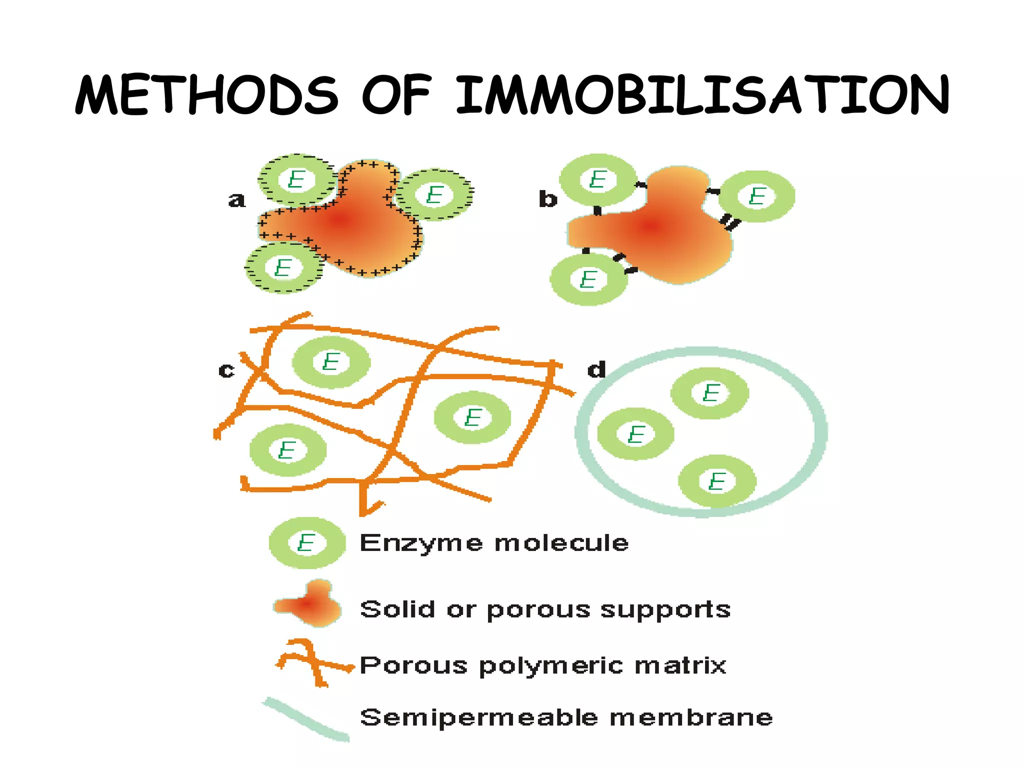 Presentation on immobilization of enzyme | PPTX