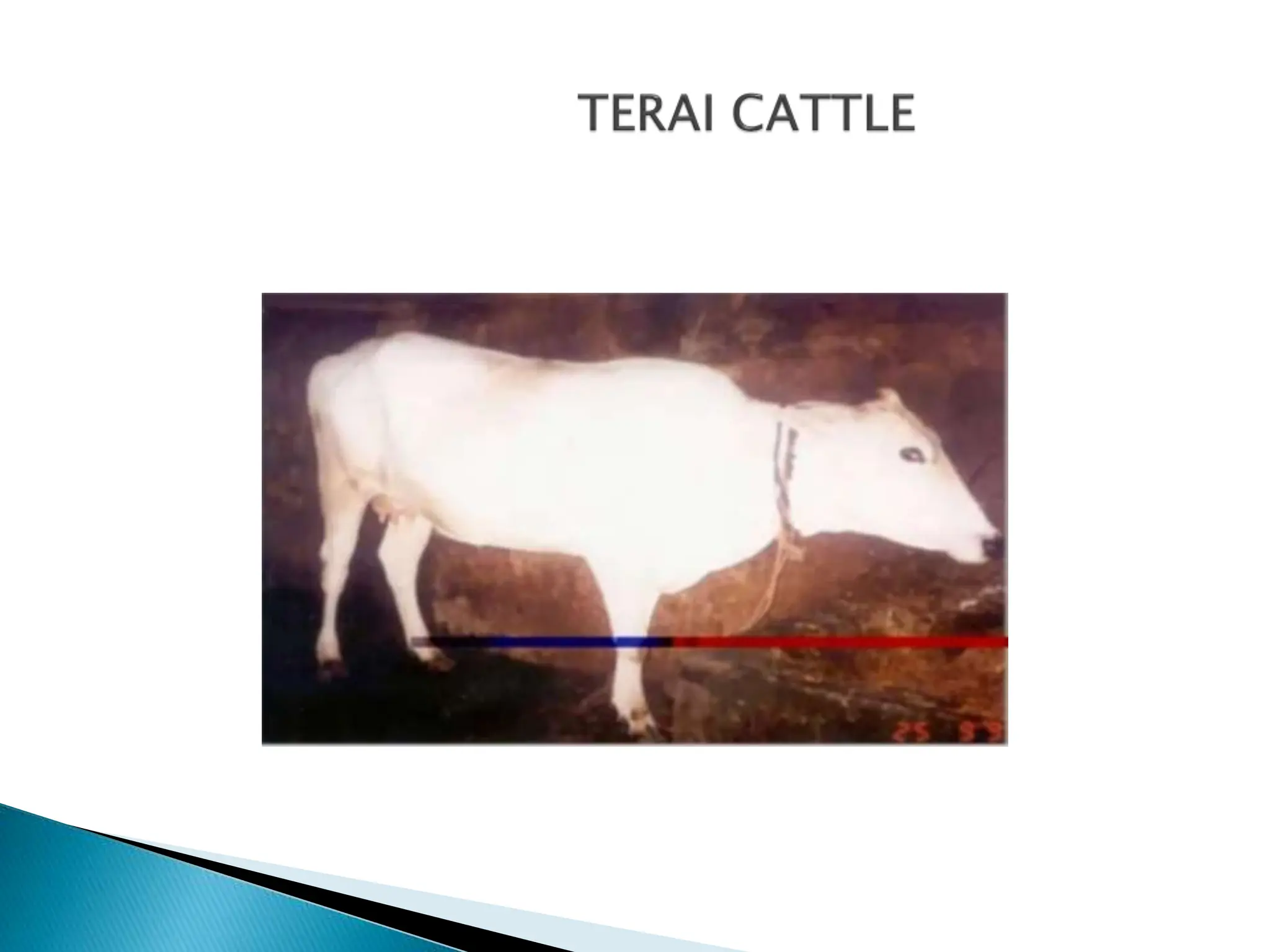 INDIGENOUS BREEDS OF CATTLE IN NEPAL.pptx