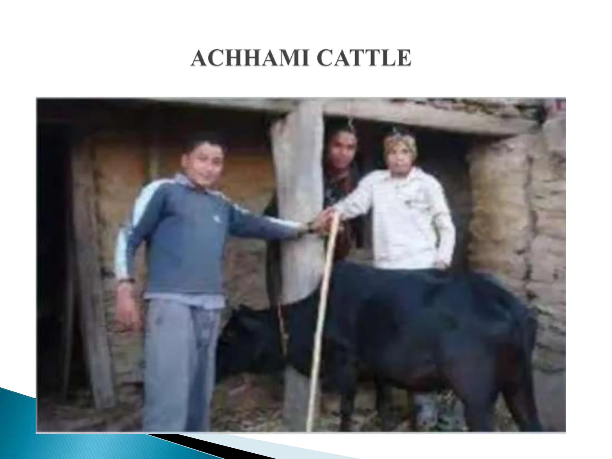 INDIGENOUS BREEDS OF CATTLE IN NEPAL.pptx