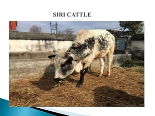 INDIGENOUS BREEDS OF CATTLE IN NEPAL.pptx