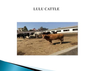 INDIGENOUS BREEDS OF CATTLE IN NEPAL.pptx