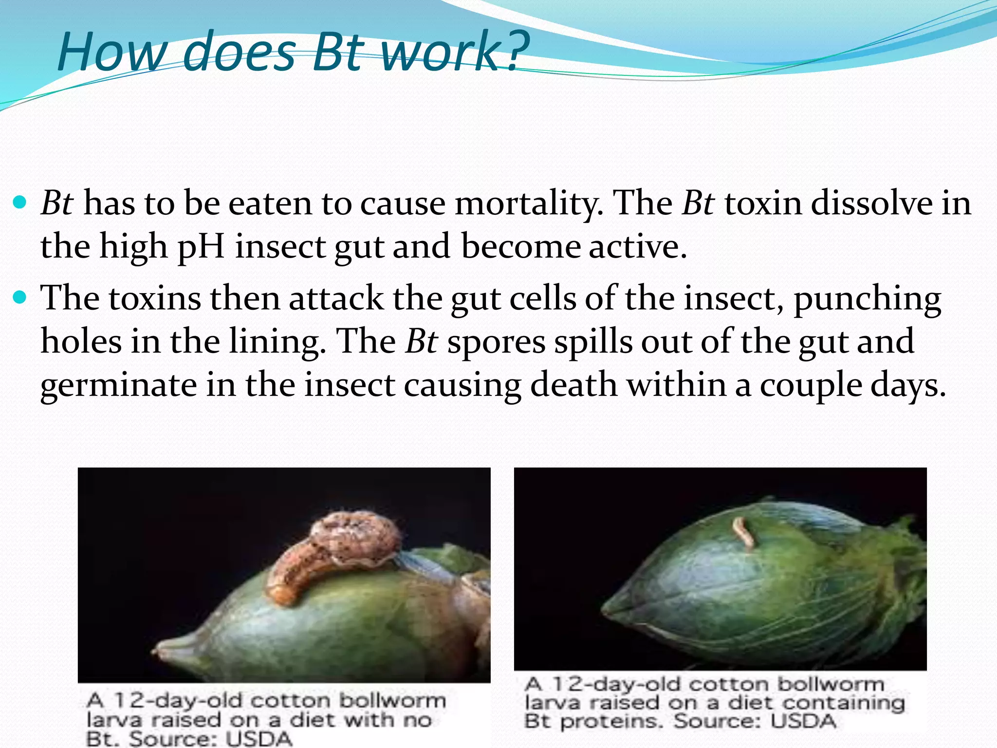 insect resistance plant, bt gene | PPTX