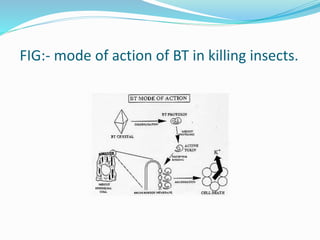 insect resistance plant, bt gene | PPTX