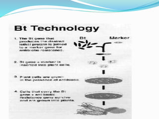 insect resistance plant, bt gene | PPTX