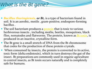 insect resistance plant, bt gene | PPTX