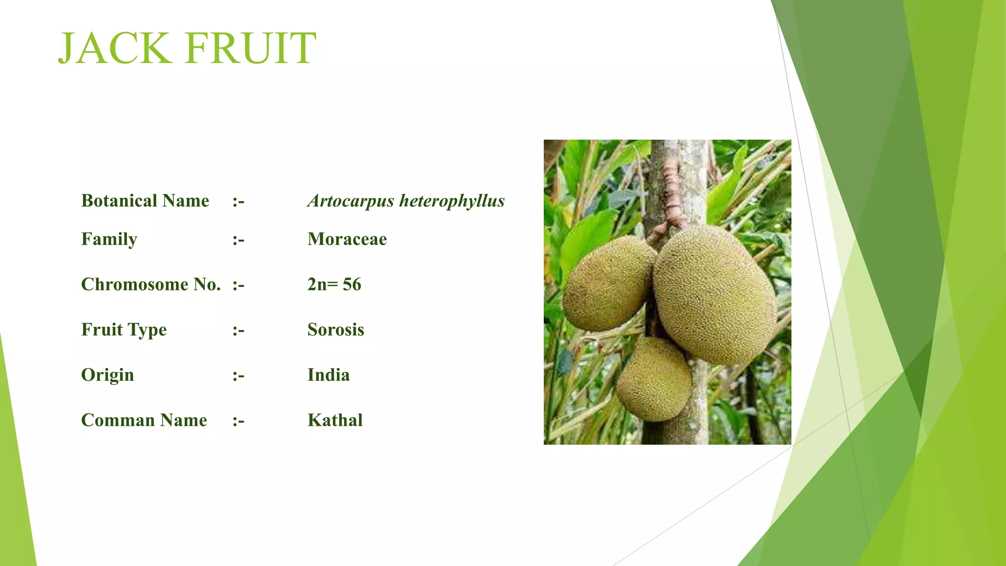 Cultivation oF jack fruit | PPTX