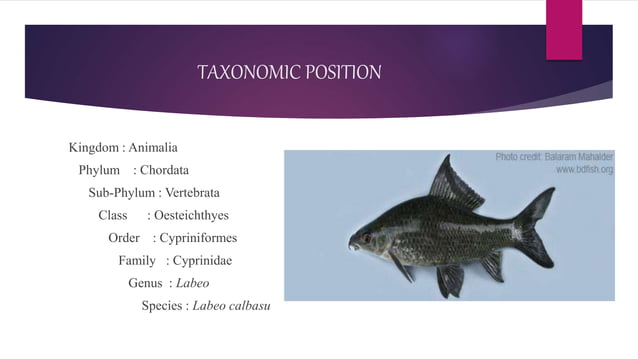 Kalibaus | PPTX | Fish and Aquariums | Pets