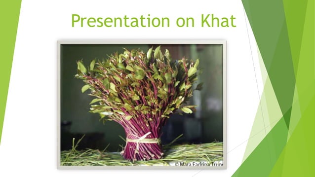 Presentation on khat (1) | PPTX | Substance Abuse | Diseases and Conditions
