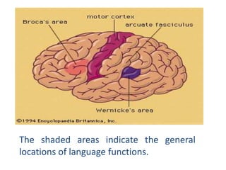 Presentation on language and the brain | PPT