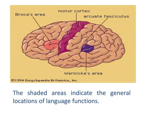 Presentation on language and the brain | PPT