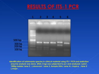 Presentation on leishmaniasis | PPT