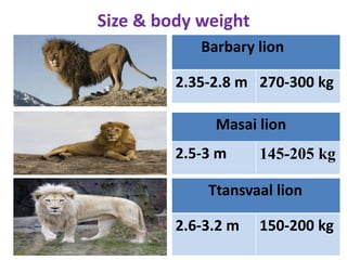Presentation on lion | PPTX