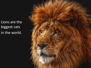 Presentation on lion | PPTX