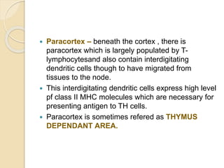 Presentation on lymph node | PPT