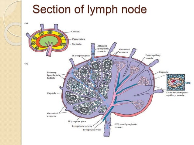 Presentation on lymph node | PPT