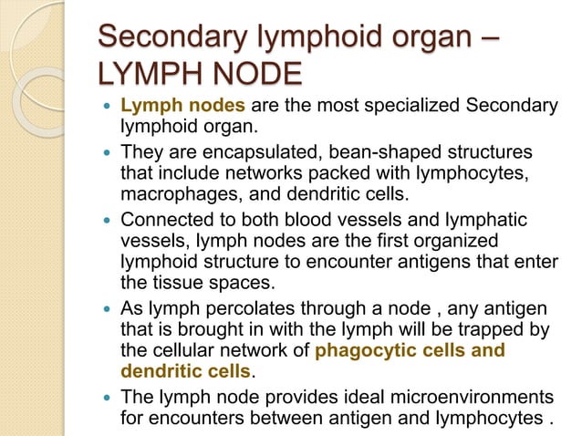 Presentation on lymph node | PPT