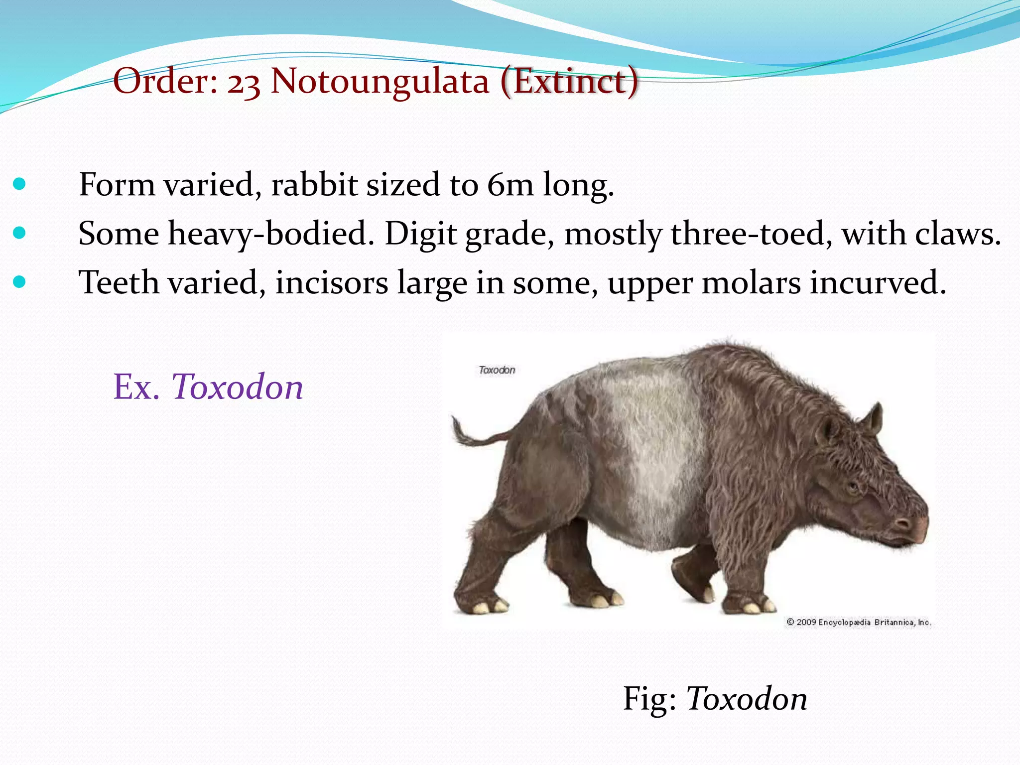 Presentation on mammal`s | PPTX