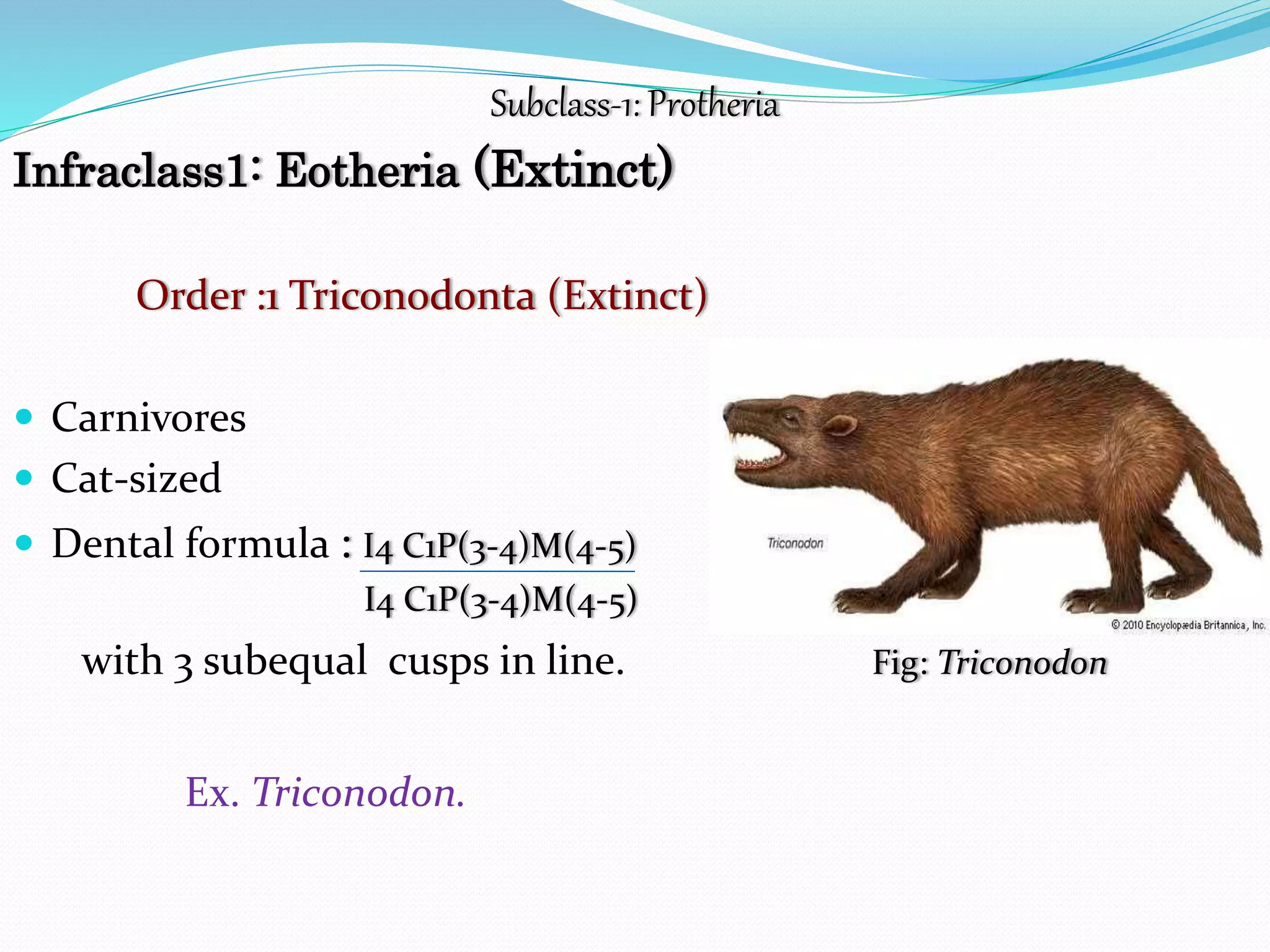 Presentation on mammal`s | PPTX