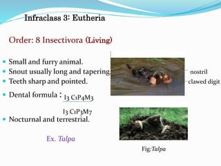 Presentation on mammal`s | PPTX