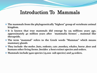 Presentation on mammal`s | PPTX