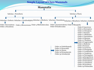 Presentation on mammal`s | PPTX