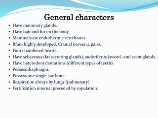 Presentation on mammal`s | PPTX