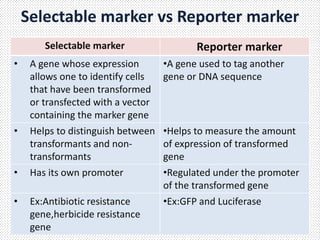 Presentation on marker genes | PPTX