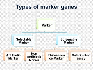 Presentation on marker genes | PPTX