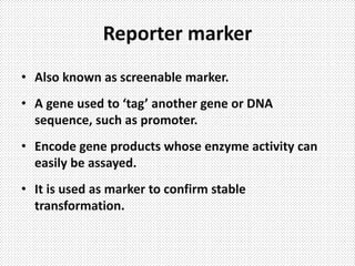 Presentation on marker genes | PPTX