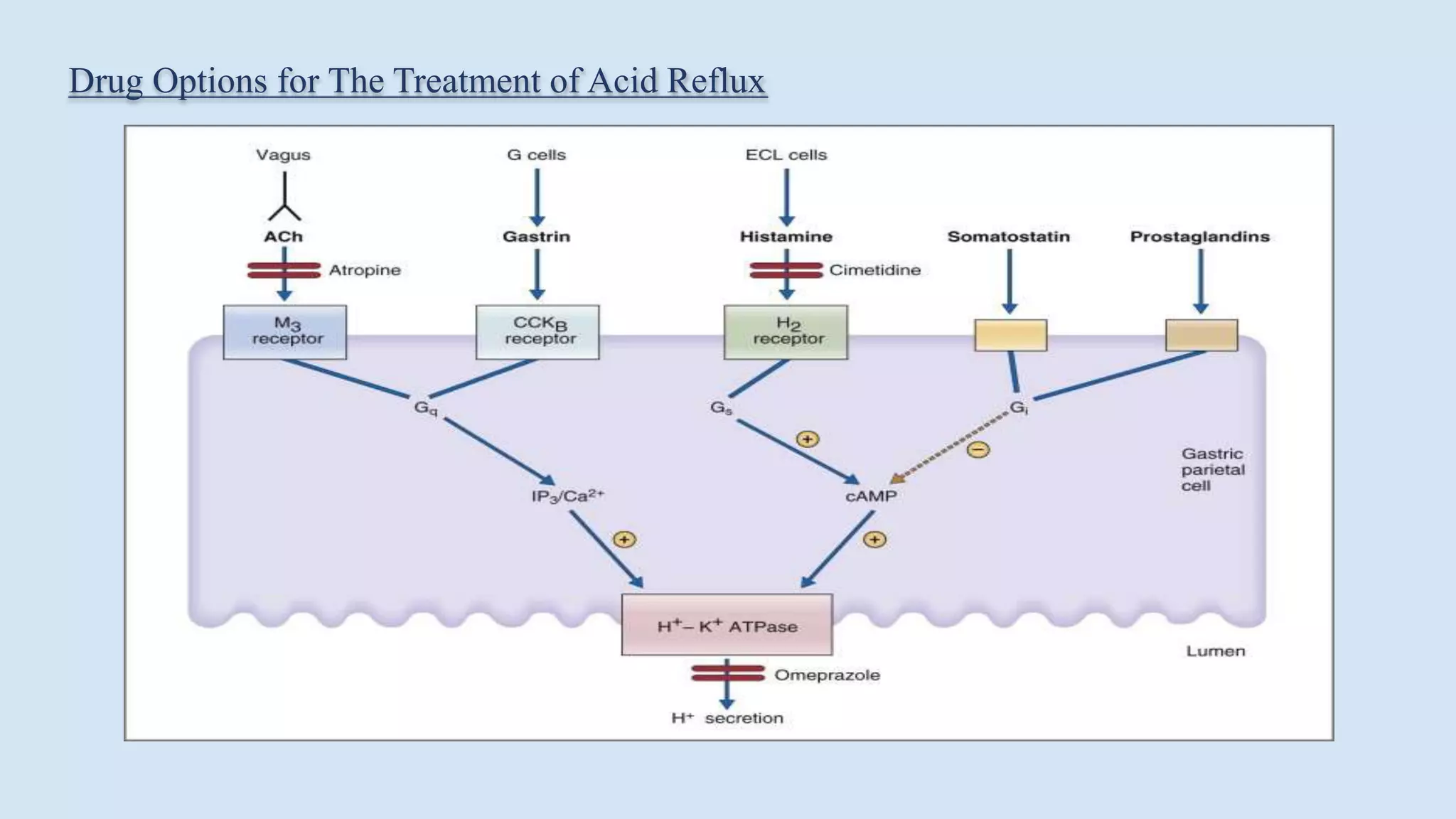 Presentation on the mechanism of HCl production in the stomach | PPTX