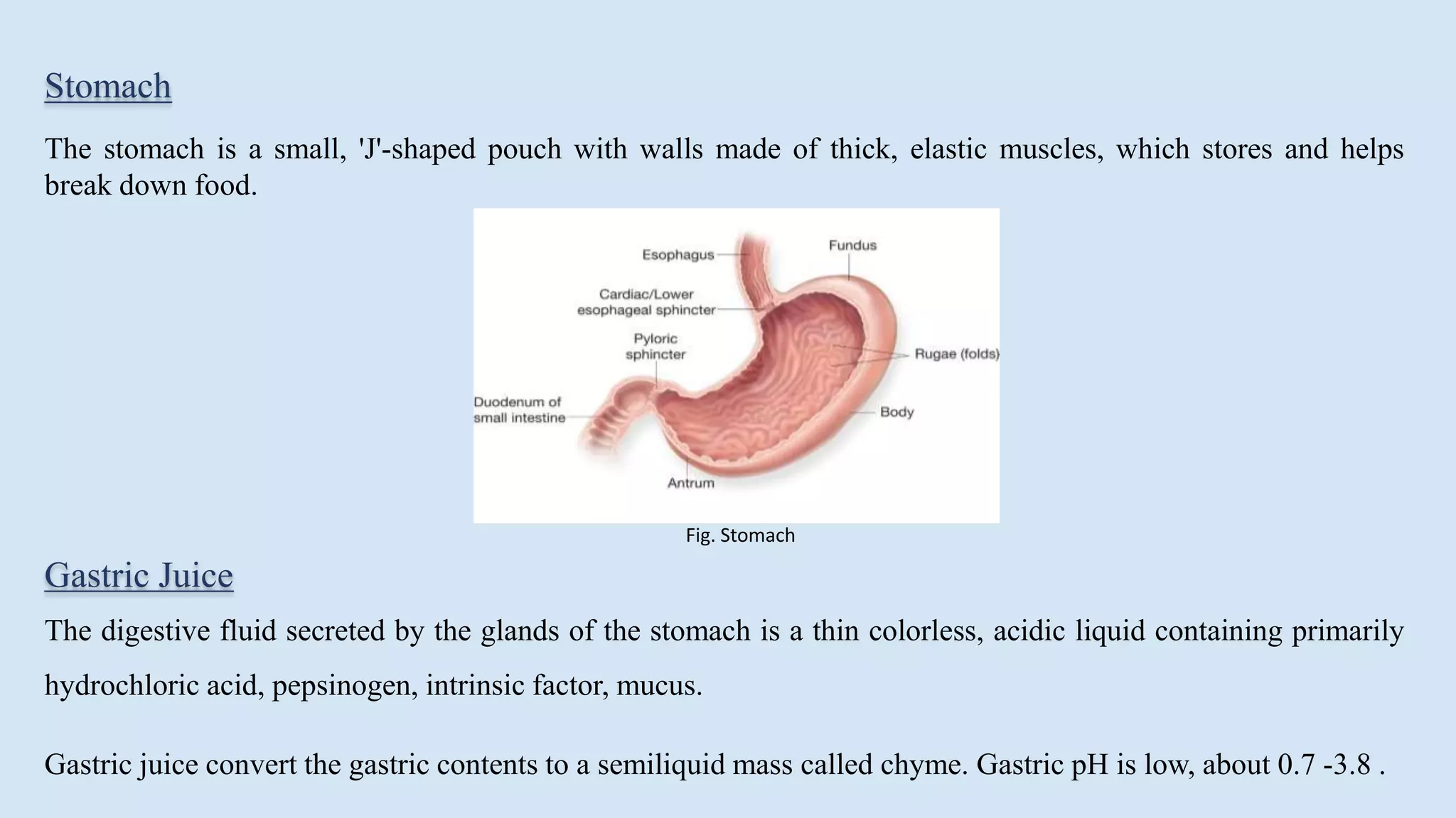 Presentation on the mechanism of HCl production in the stomach | PPTX