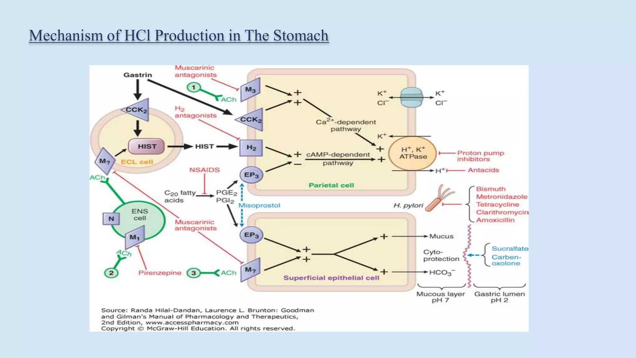 Presentation on the mechanism of HCl production in the stomach | PPTX