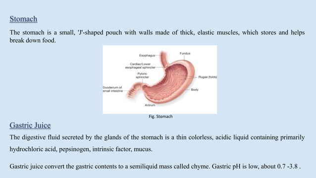 Presentation on the mechanism of HCl production in the stomach | PPTX ...