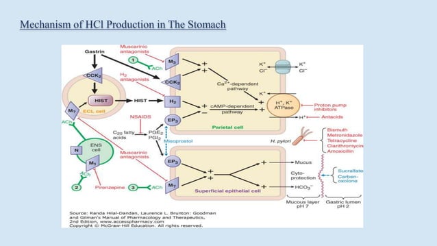 Presentation on the mechanism of HCl production in the stomach