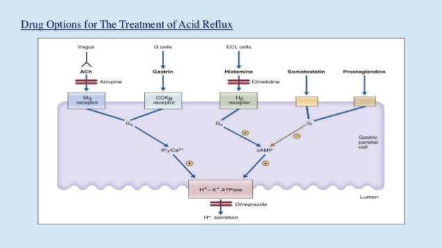 Presentation on the mechanism of HCl production in the stomach