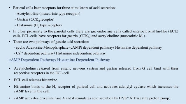 Presentation on the mechanism of HCl production in the stomach
