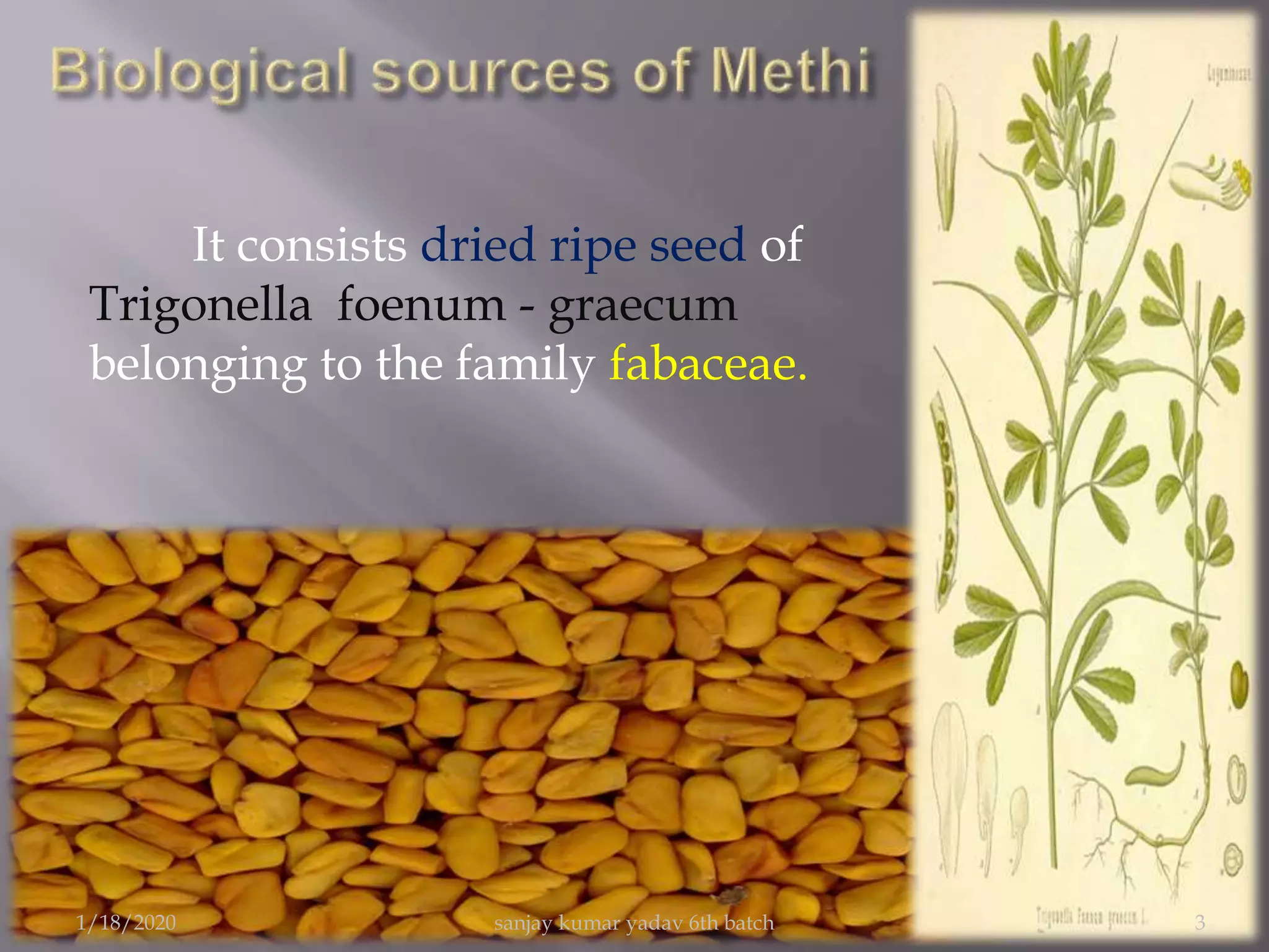Fenugreek (Methi) | PPTX