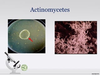Presentation on microbial flora of soil by rahul | PPT