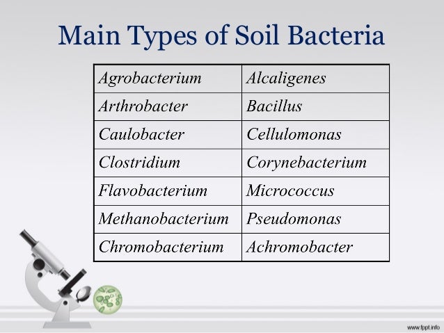 Presentation on microbial flora of soil by rahul