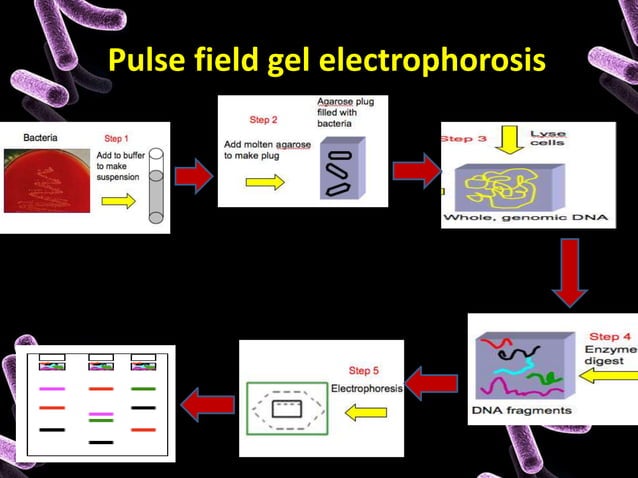 Molecular Techniques Application for E.Coli O157:H7 Detection | PPT