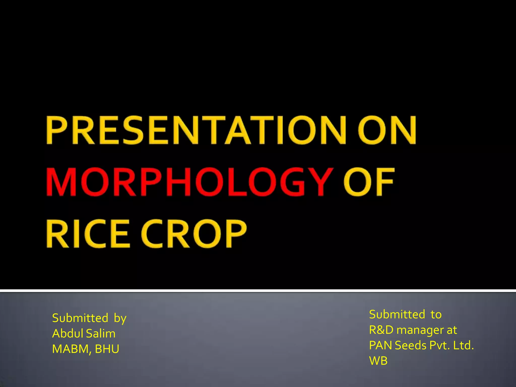 Presentation on morphology of rice plant | PPTX
