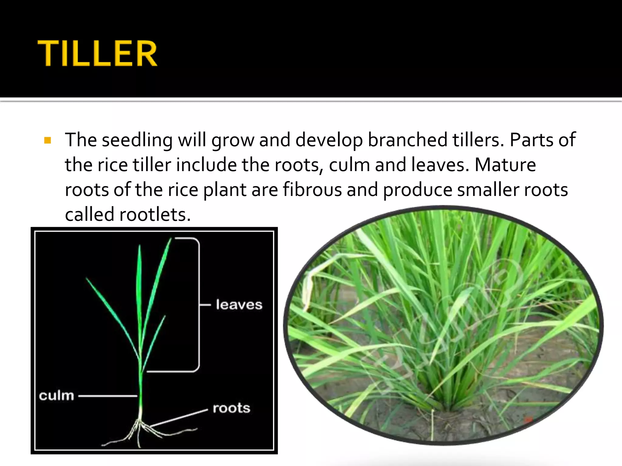 Presentation on morphology of rice plant | PPTX