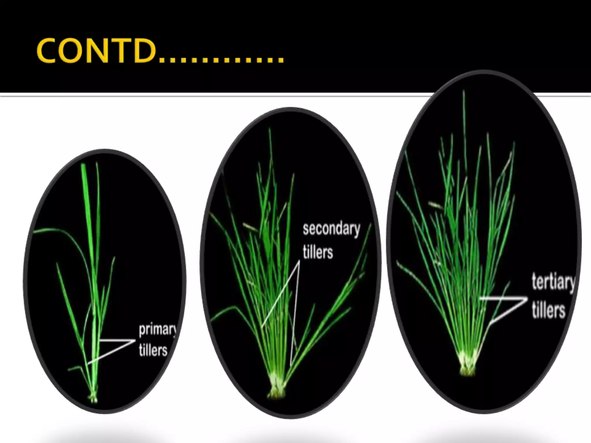 Presentation on morphology of rice plant | PPTX