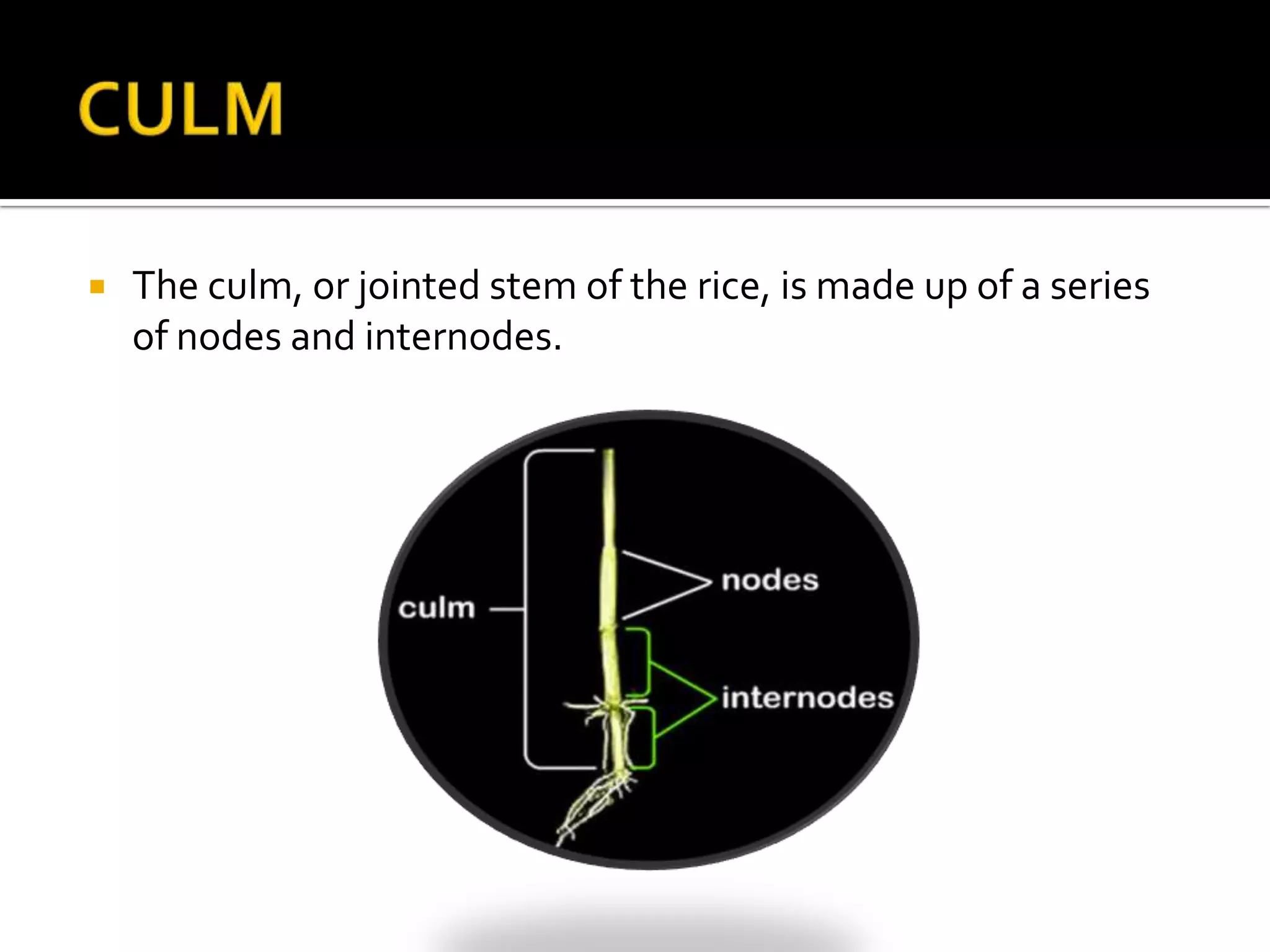 Presentation on morphology of rice plant | PPTX