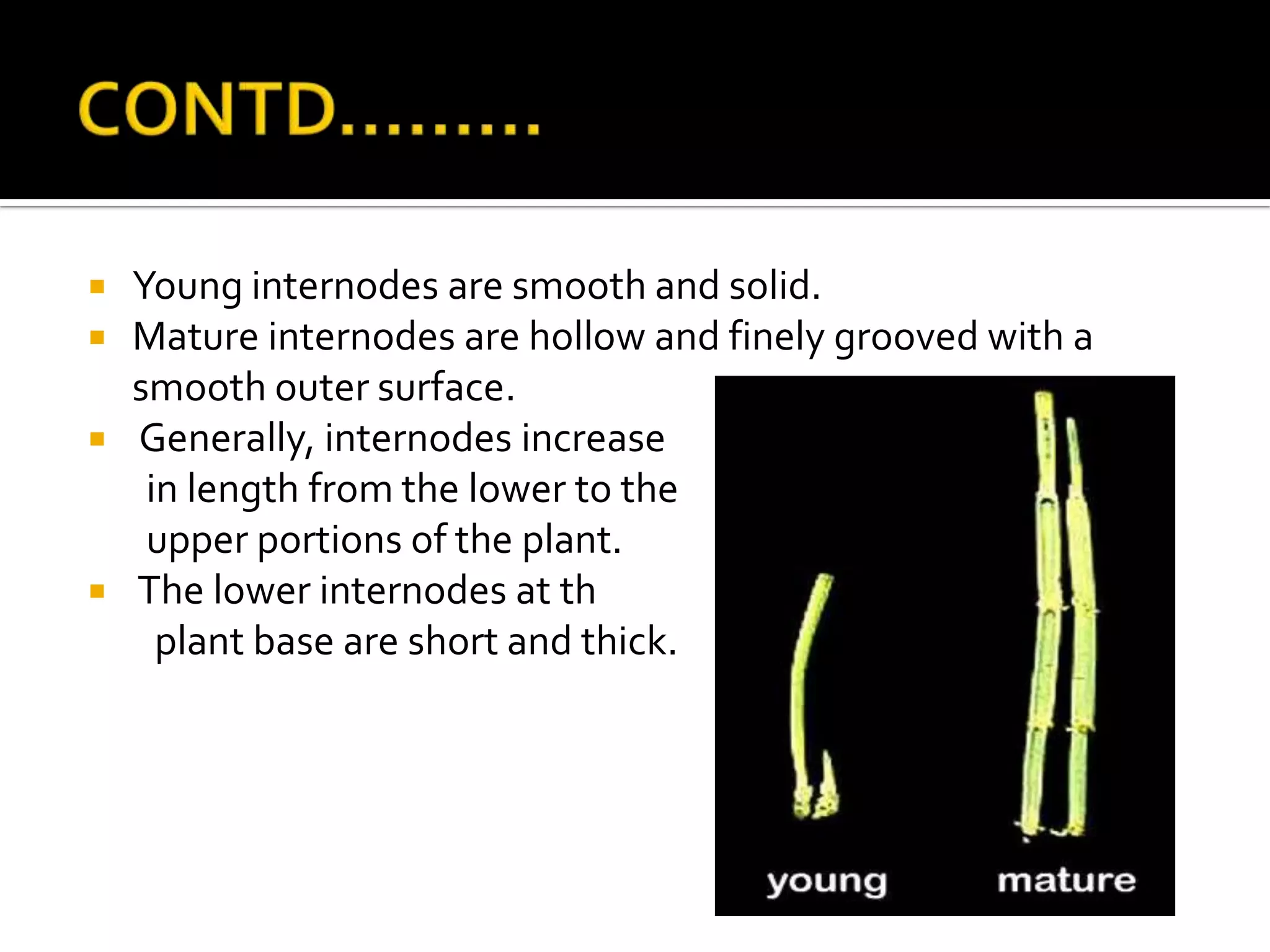 Presentation on morphology of rice plant | PPTX