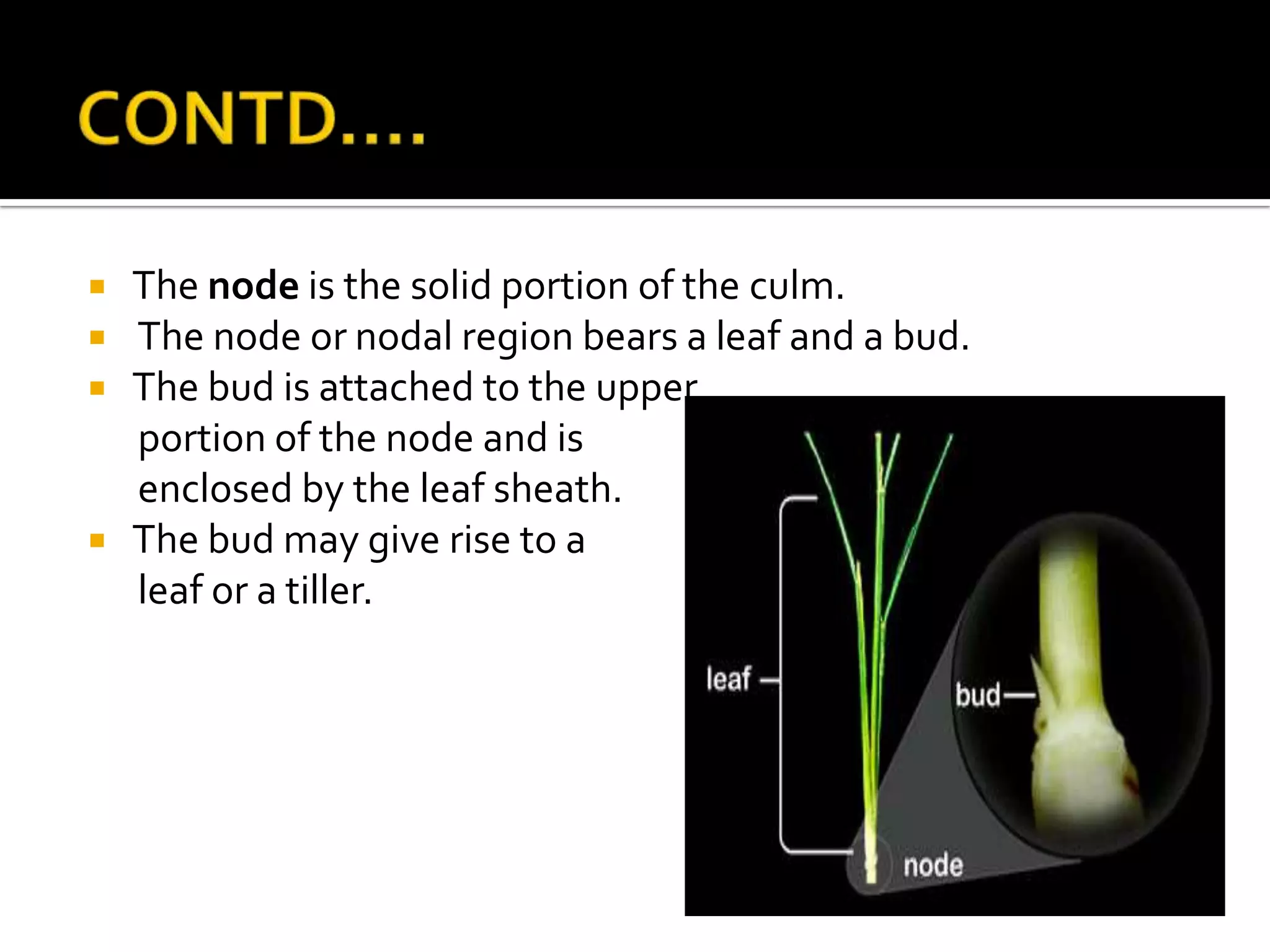 Presentation on morphology of rice plant | PPTX